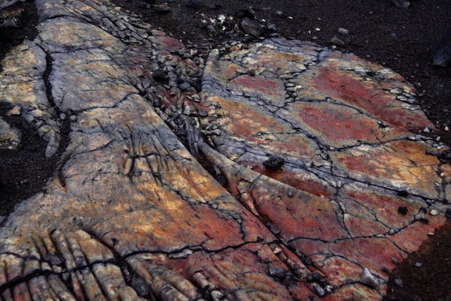 News: Donna Carnegie